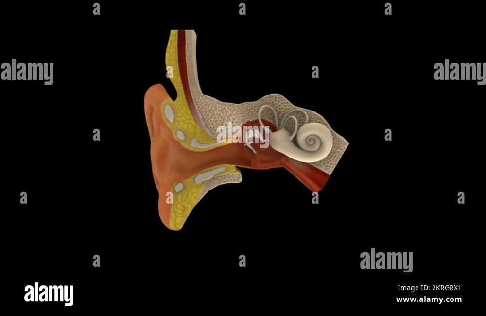 Auditory system structure Stock Videos & Footage - HD and 4K Video ...