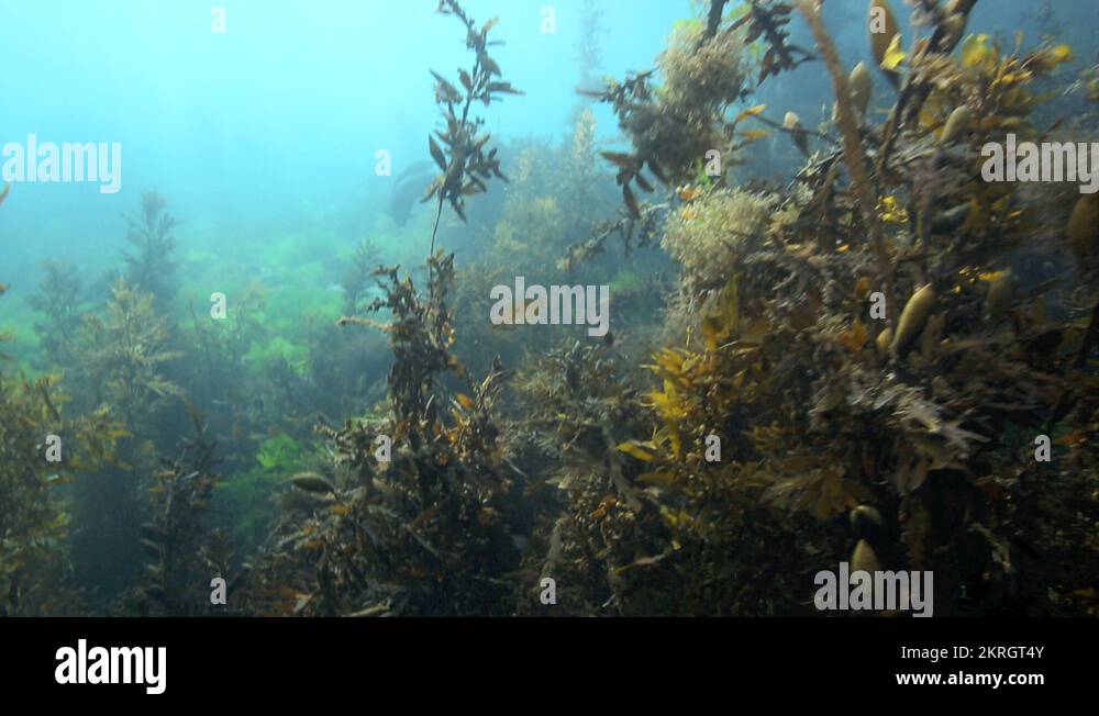 Seaweed and kelp Stock Videos & Footage - HD and 4K Video Clips - Alamy