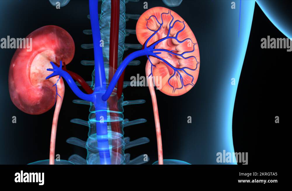 Pyramid of kidney Stock Videos & Footage - HD and 4K Video Clips - Alamy