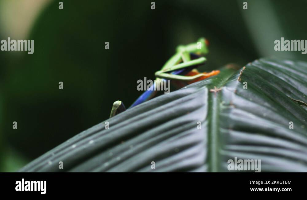 Red eyed tree frog jumping Stock Videos & Footage - HD and 4K Video ...