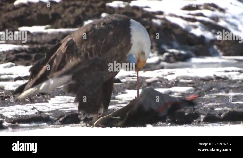 Carnivore eagle Stock Videos & Footage - HD and 4K Video Clips - Alamy