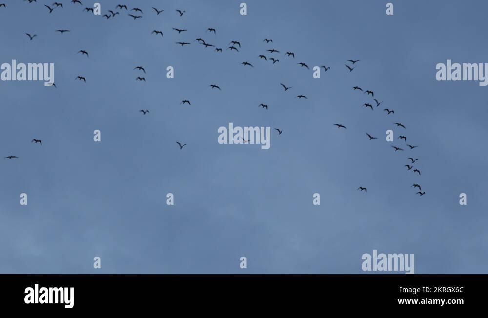 Birds Flying Migrate Flock Large Group Formation Crows Pack Flight ...