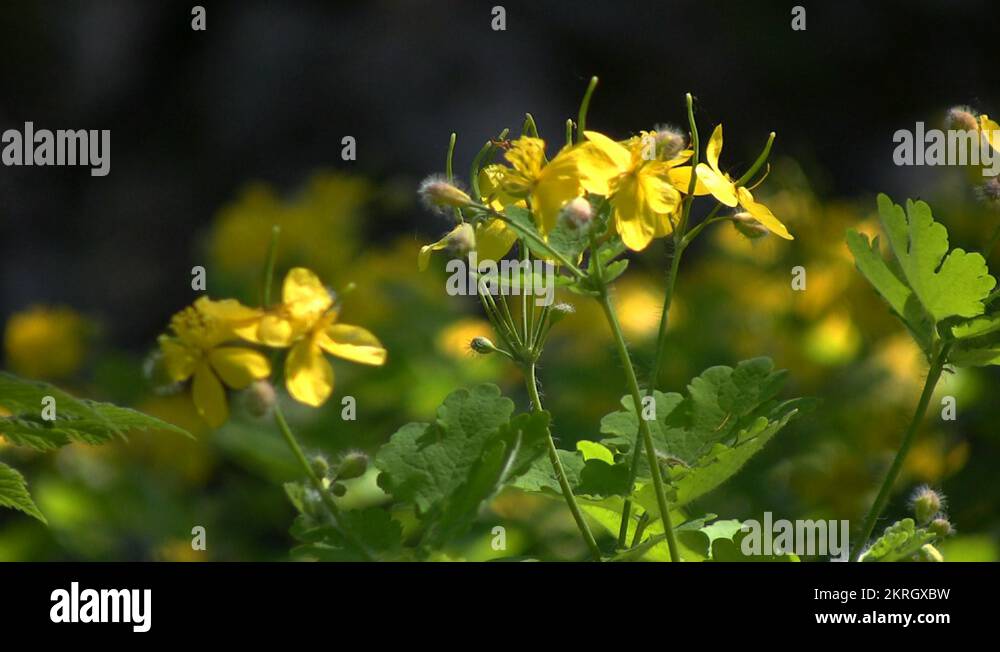 Yellow plant Stock Videos & Footage - HD and 4K Video Clips - Alamy
