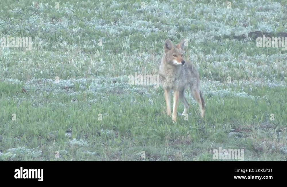 Coyote danger Stock Videos & Footage - HD and 4K Video Clips - Alamy