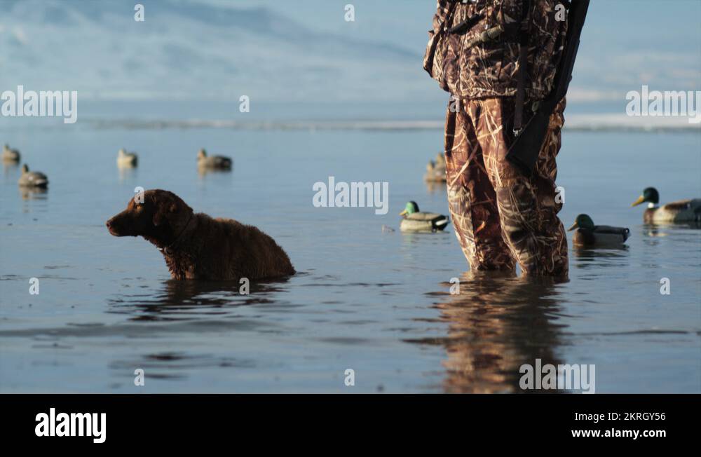 Wading hunter Stock Videos & Footage - HD and 4K Video Clips - Alamy