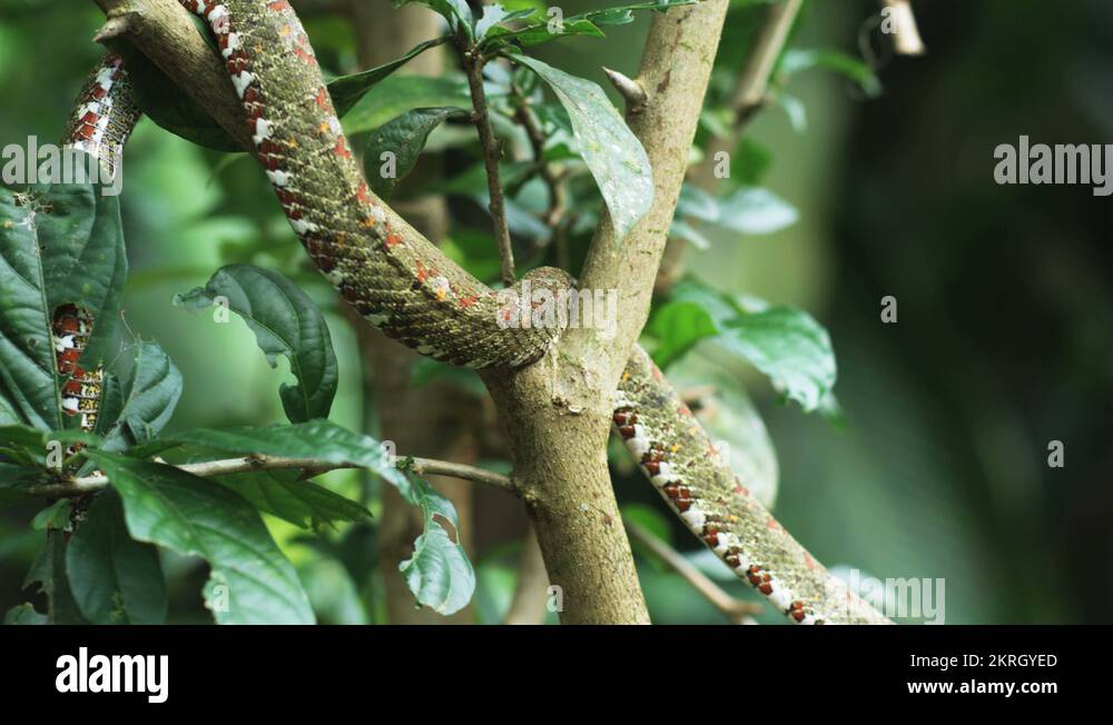Pit viper in a tree Stock Videos & Footage - HD and 4K Video Clips - Alamy
