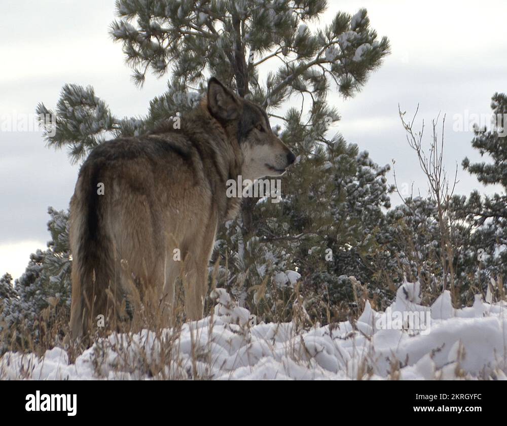 Howl wolf Stock Videos & Footage - HD and 4K Video Clips - Alamy