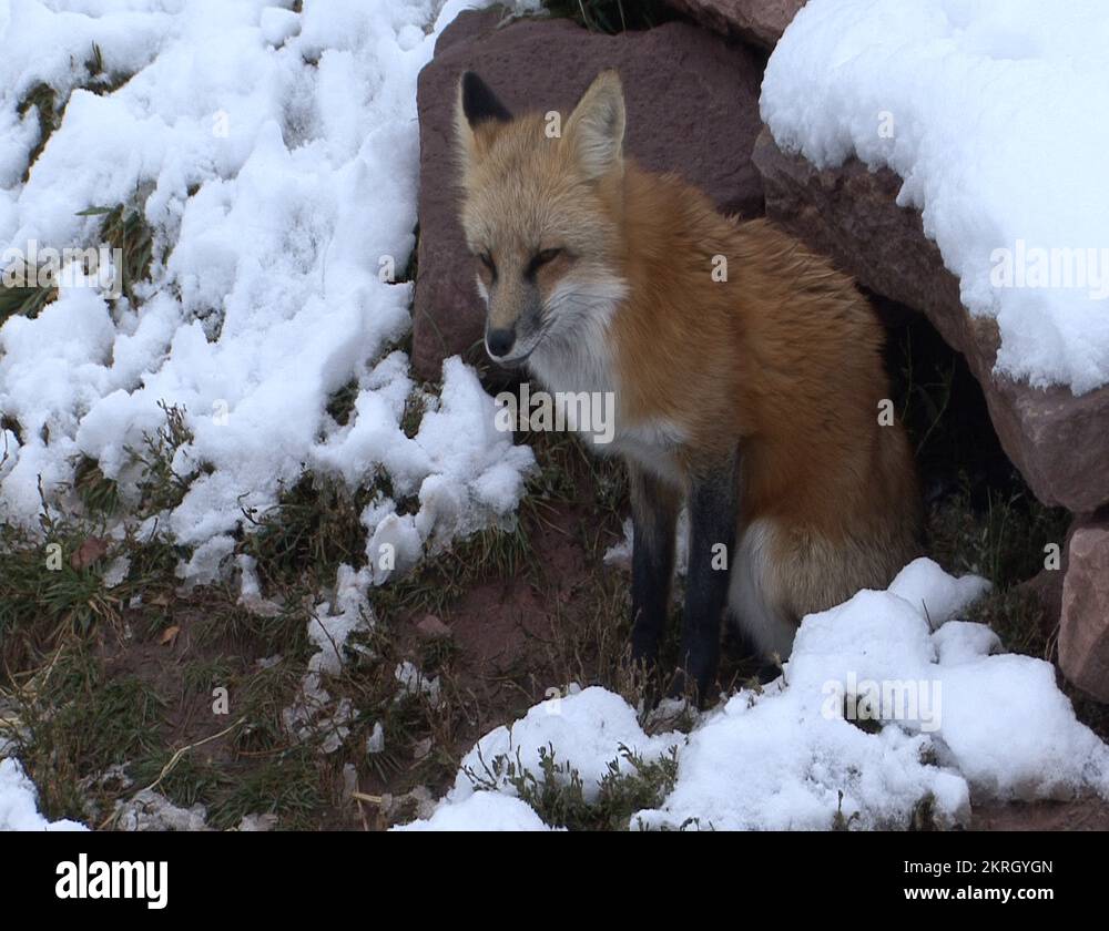 Adult fox den Stock Videos & Footage - HD and 4K Video Clips - Alamy