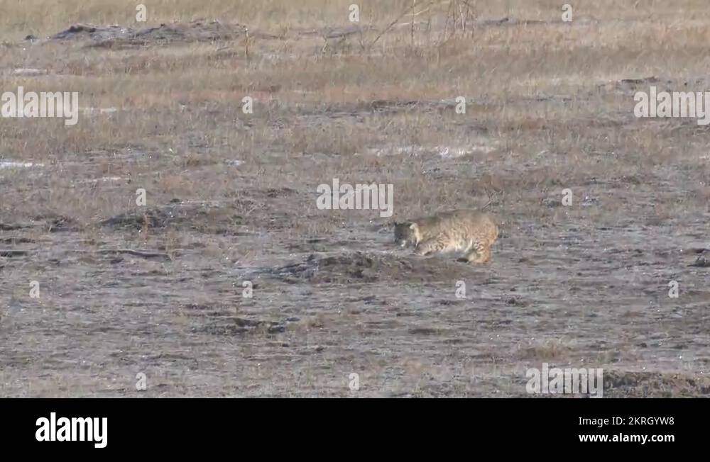 Ambush predation Stock Videos & Footage - HD and 4K Video Clips - Alamy