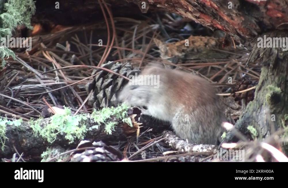 Red backed mouse Stock Videos & Footage - HD and 4K Video Clips - Alamy