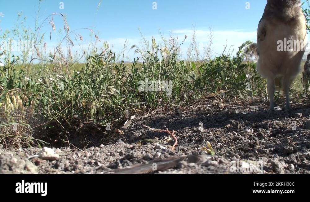 Brood burrow Stock Videos & Footage - HD and 4K Video Clips - Alamy