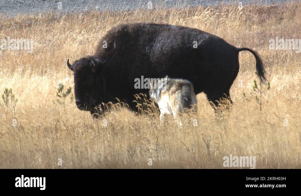 Wolf prey yellowstone national park Stock Videos & Footage - HD and 4K ...