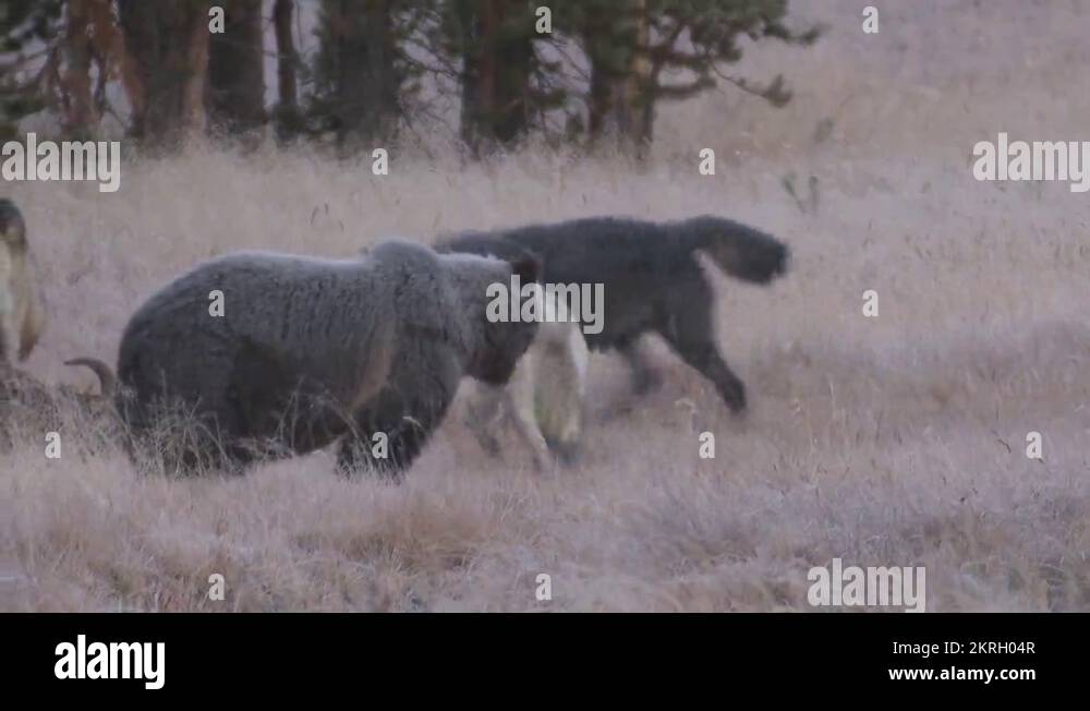 Gray wolves bear Stock Videos & Footage - HD and 4K Video Clips - Alamy