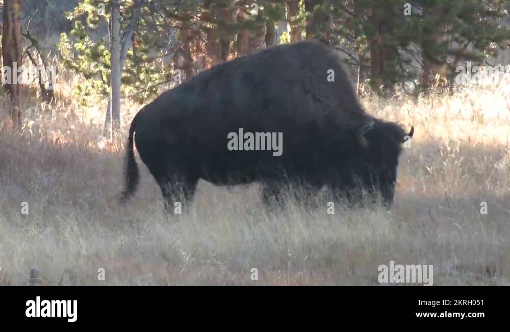 Bite attack Stock Videos & Footage - HD and 4K Video Clips - Alamy