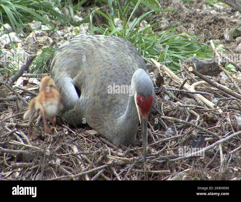 Nesting crane Stock Videos & Footage - HD and 4K Video Clips - Alamy