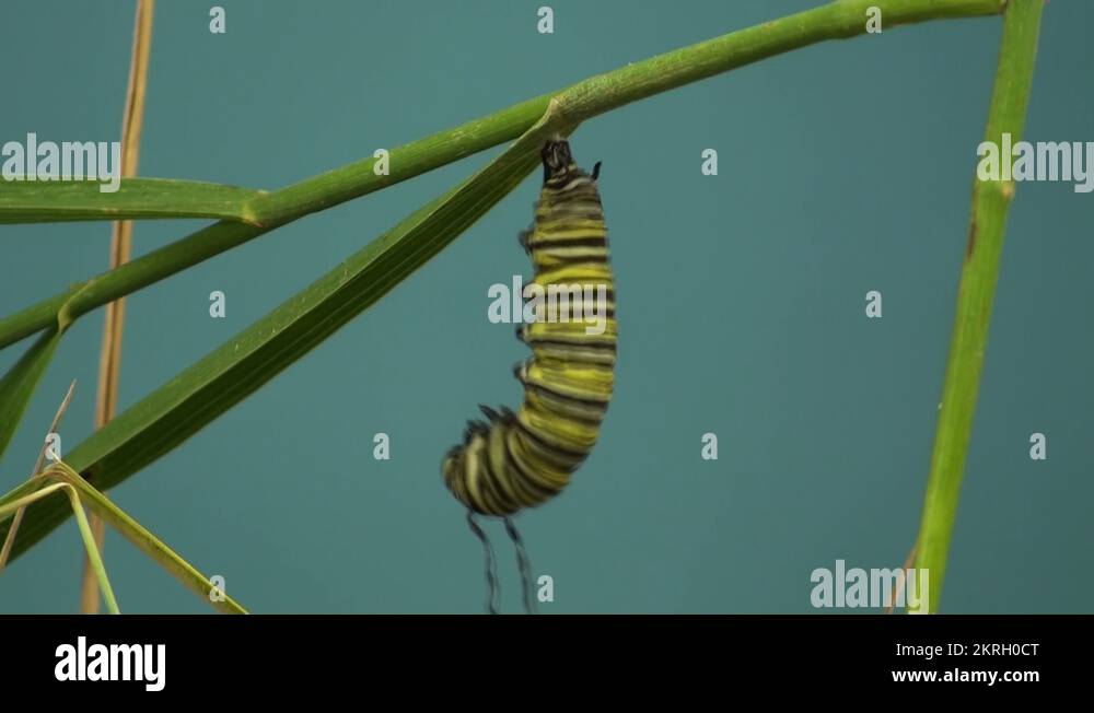 Monarch caterpillar metamorphosis Stock Videos & Footage - HD and 4K ...