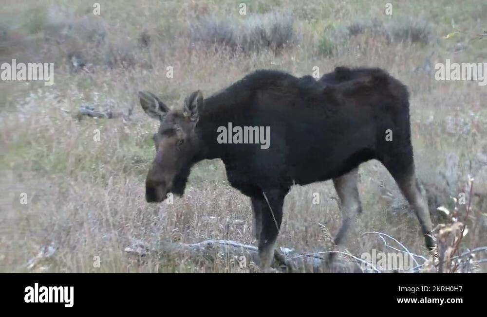 Moose male female Stock Videos & Footage - HD and 4K Video Clips - Alamy
