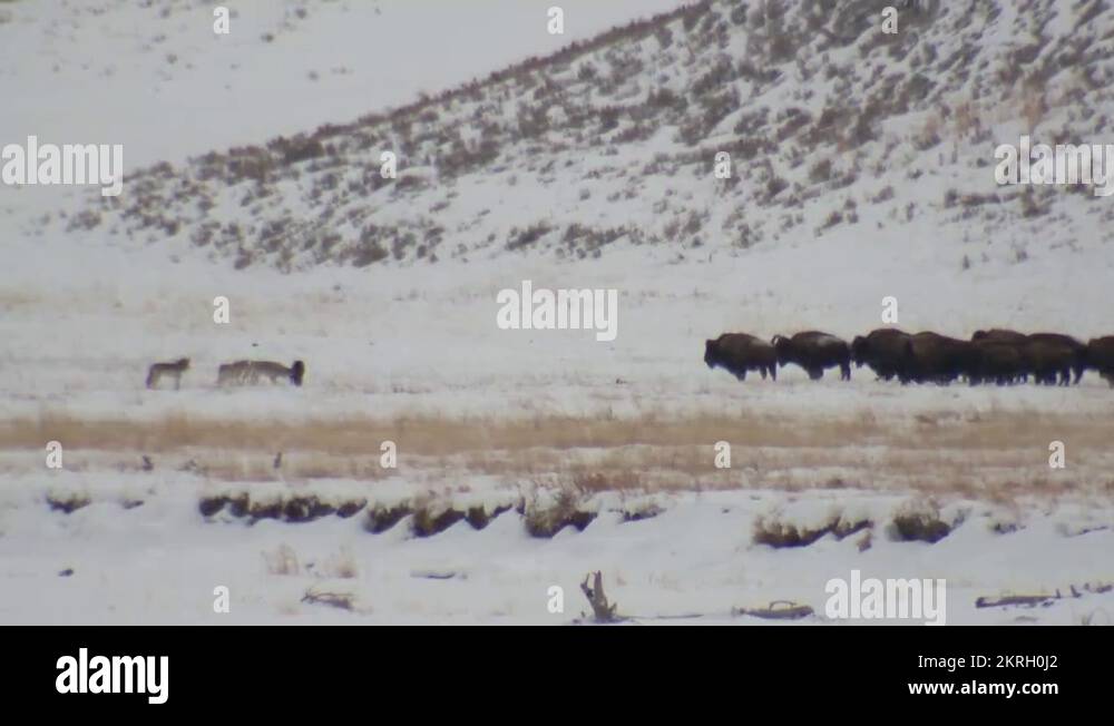 Gray wolf pack hunting Stock Videos & Footage - HD and 4K Video Clips ...