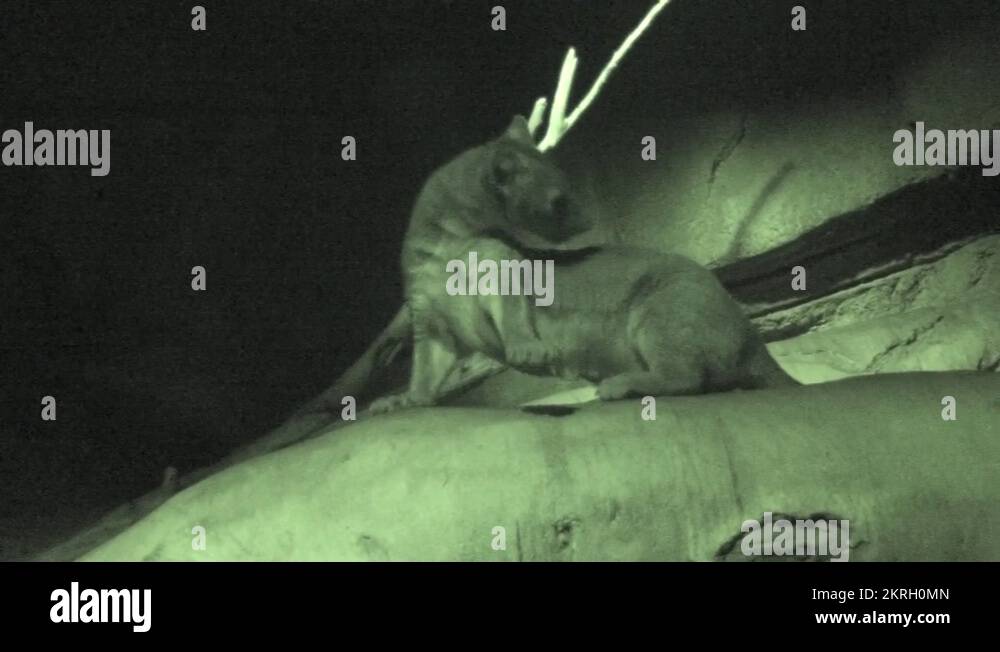 Madagascar fossa Stock Videos & Footage - HD and 4K Video Clips - Alamy