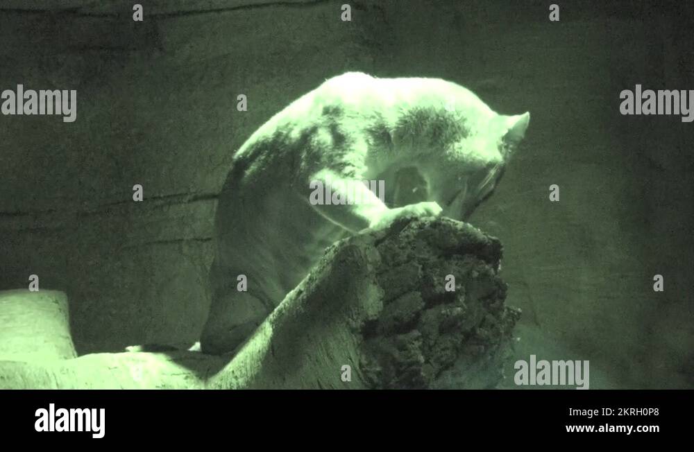 Fossa madagascar Stock Videos & Footage - HD and 4K Video Clips - Alamy