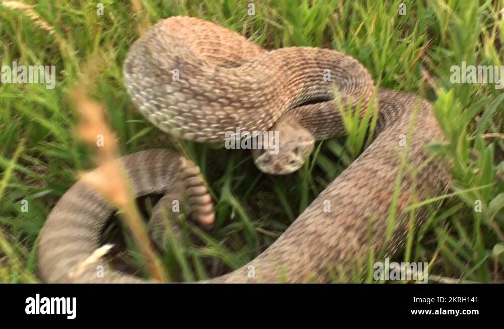 Prairie Rattlesnake Adult Aggressive Intolerance Rattling Custer State ...