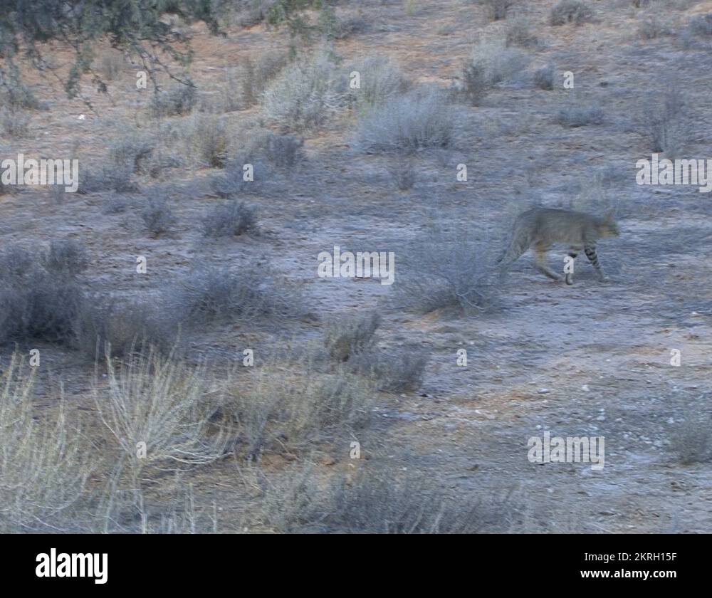 African wild cat kalahari Stock Videos & Footage - HD and 4K Video ...