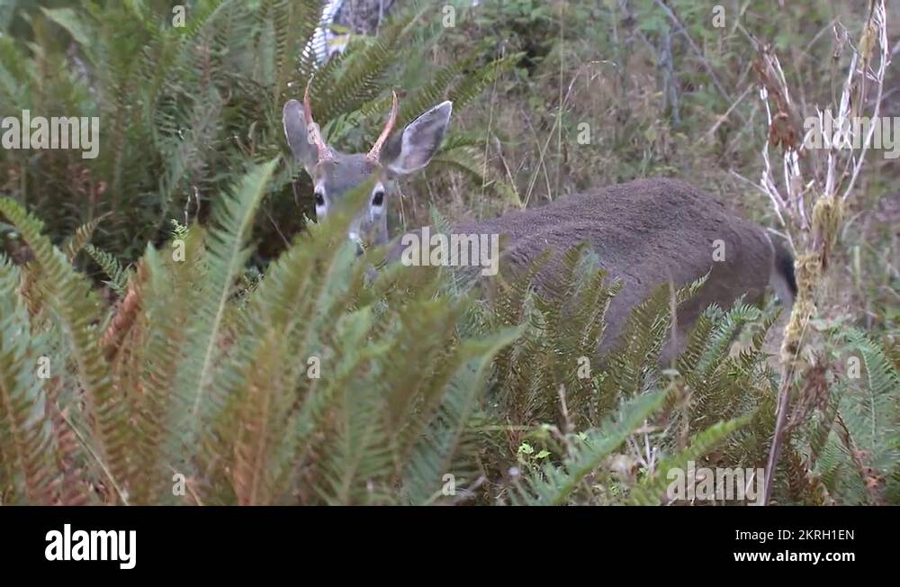 Spike deer Stock Videos & Footage - HD and 4K Video Clips - Alamy