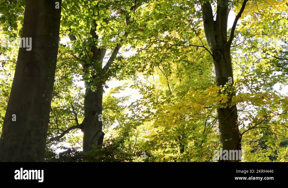 Trees treetops Stock Videos & Footage - HD and 4K Video Clips - Alamy