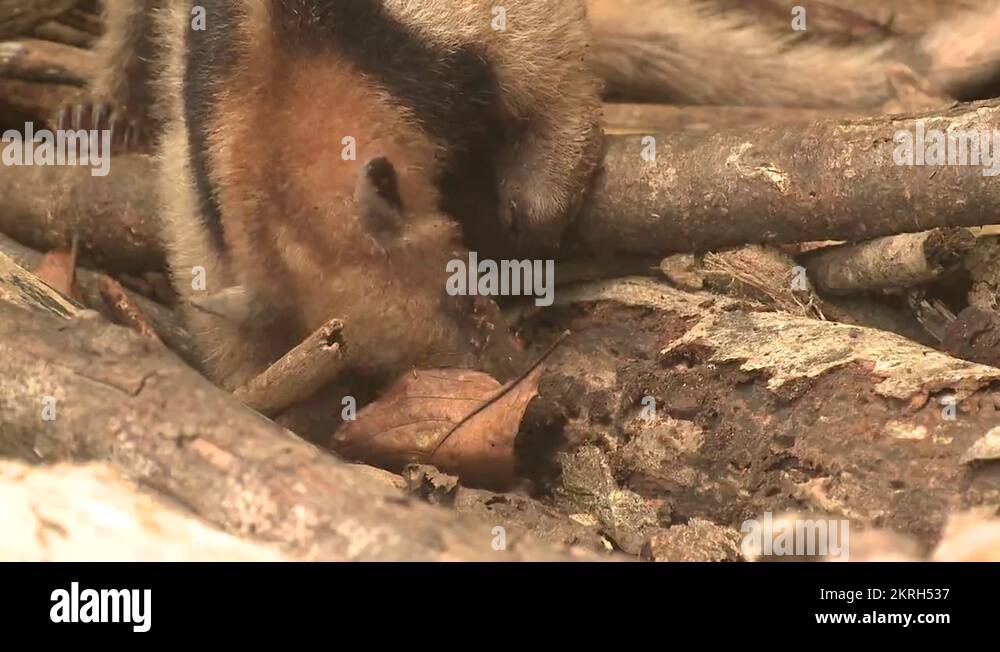 Tamandua Eating Ants Corcovado National Park Northern Anteater Winter ...