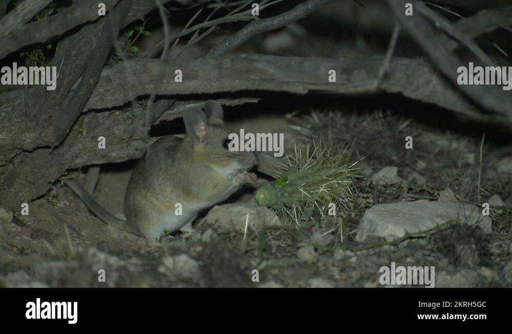 Woodrat Stock Videos & Footage - HD and 4K Video Clips - Alamy