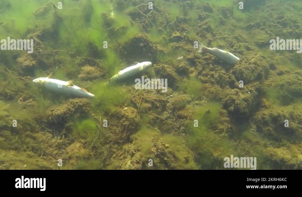 Trout Dead Remains Carcass Mortality Water Quality Pollution Spring ...