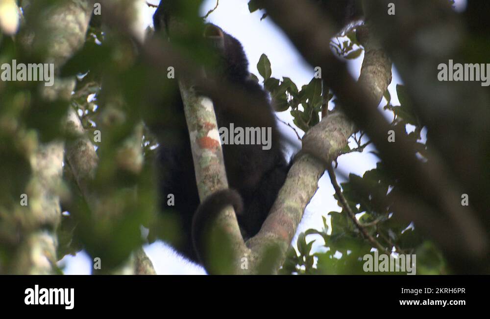 Monkey communication Stock Videos & Footage - HD and 4K Video Clips - Alamy