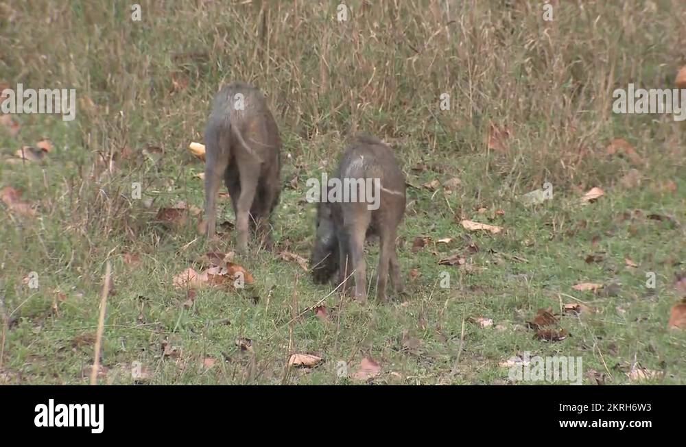 Wild Boar Eating Pair Kanha National Park Pig Wagging Tails Spring ...
