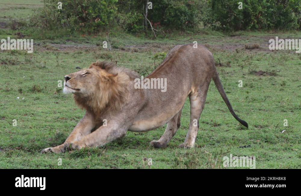 Stretching feline Stock Videos & Footage - HD and 4K Video Clips - Alamy