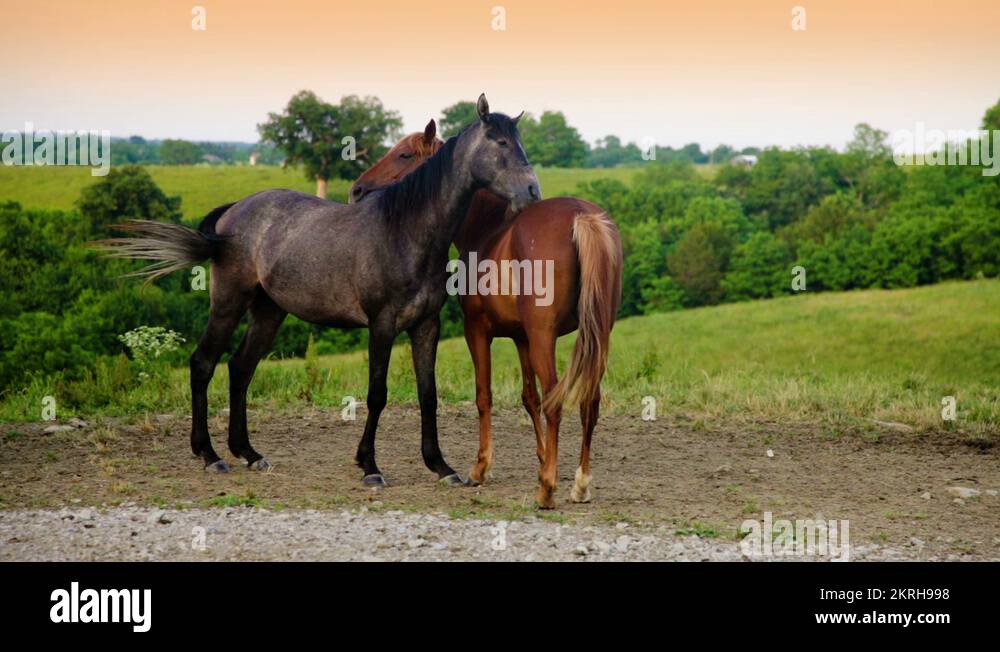 Mares Stock Videos & Footage - HD and 4K Video Clips - Alamy