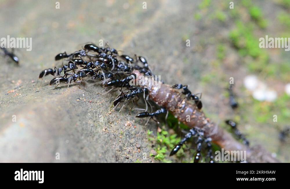 Dead worms Stock Videos & Footage - HD and 4K Video Clips - Alamy