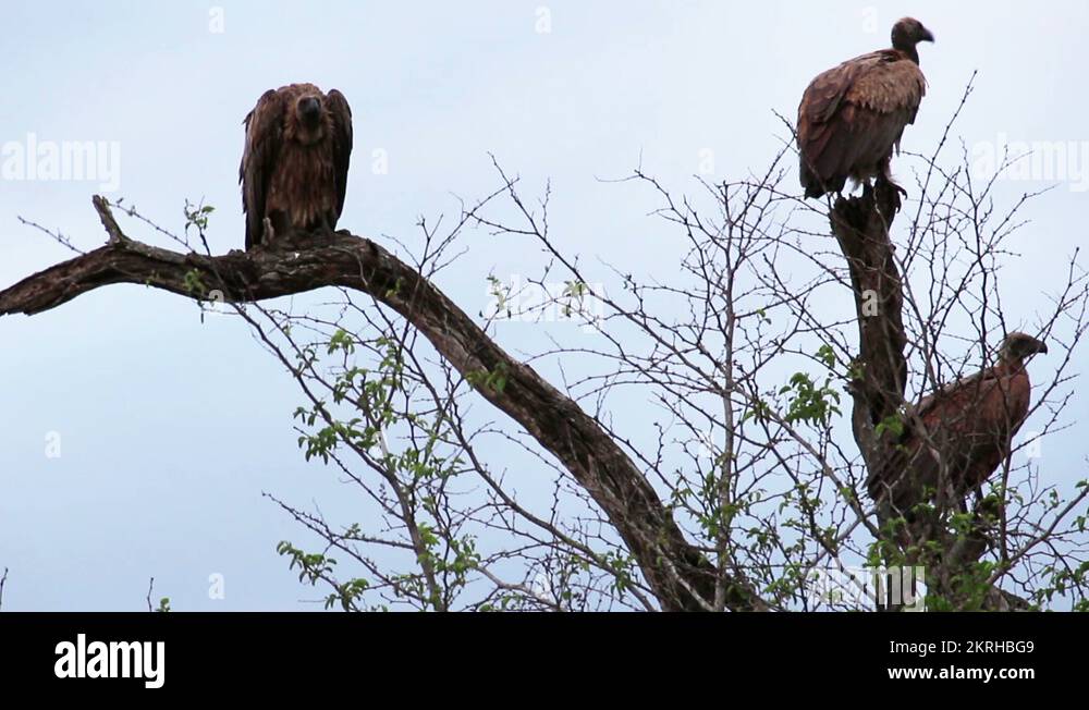 Vulture death vultures africa Stock Videos & Footage - HD and 4K Video ...