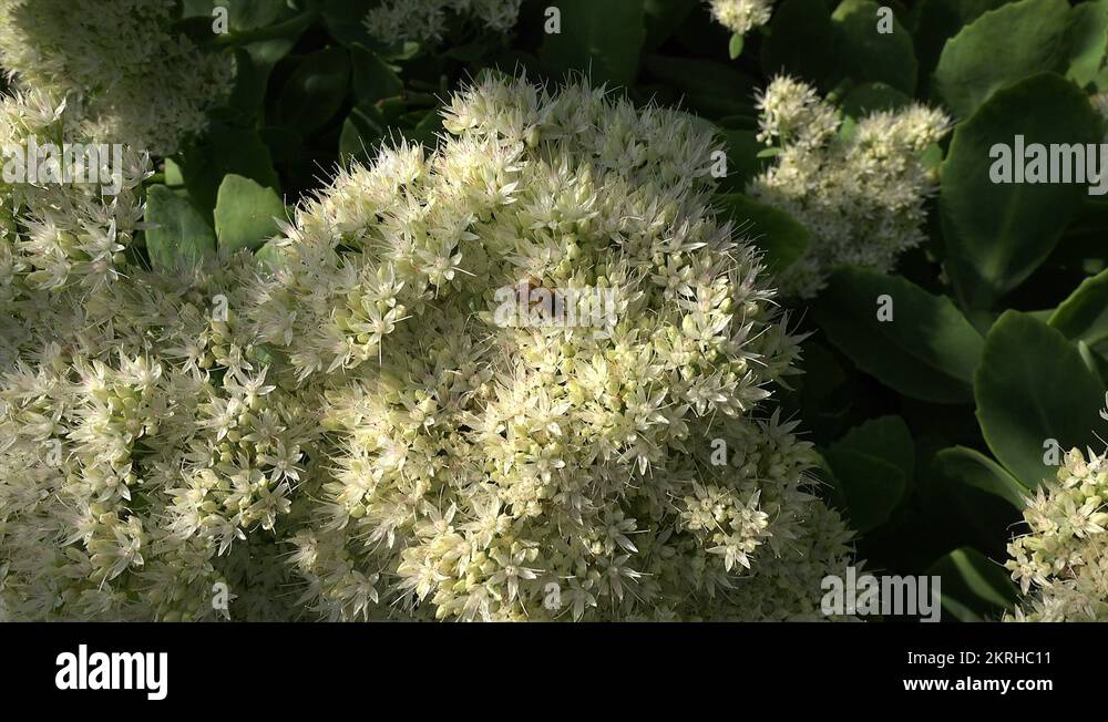 White sedum plant Stock Videos & Footage - HD and 4K Video Clips - Alamy
