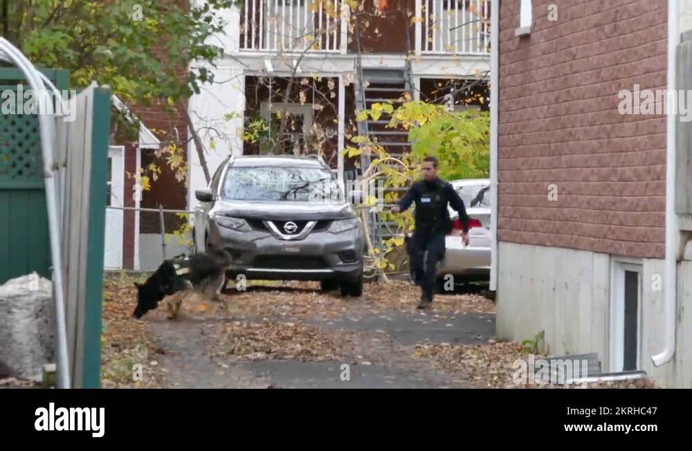 Group of policemen with K9 dog searching in residential building's ...