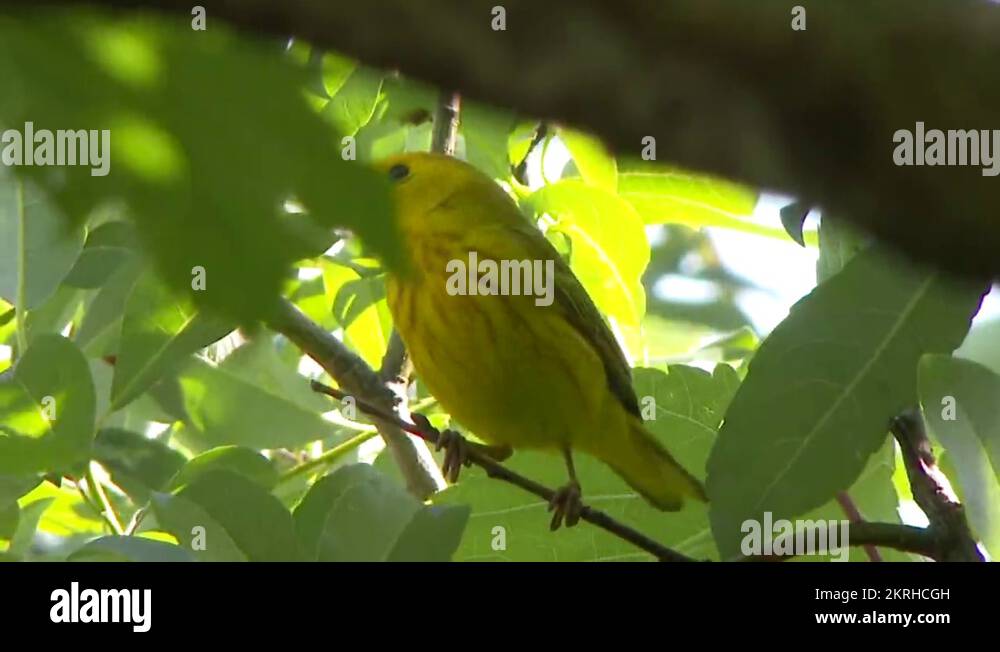 Bugs in mouth Stock Videos & Footage - HD and 4K Video Clips - Alamy