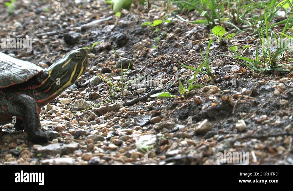 Slow moving turtle Stock Videos & Footage - HD and 4K Video Clips - Alamy