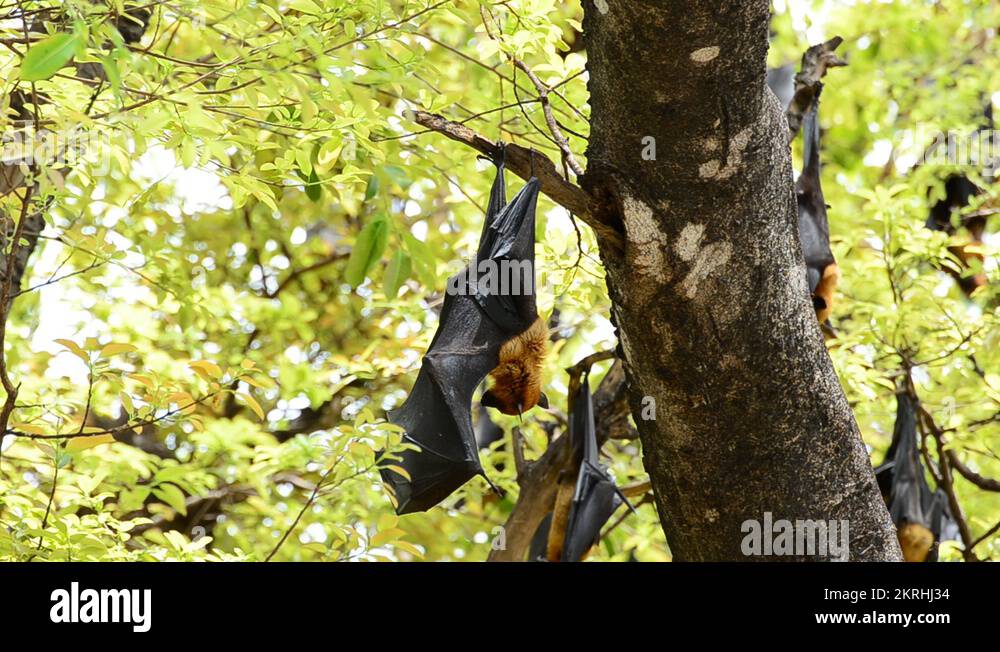 Vampire rodent Stock Videos & Footage - HD and 4K Video Clips - Alamy