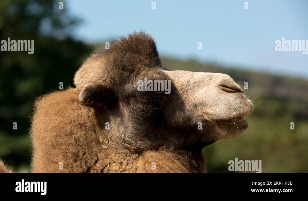Camel and desert Stock Videos & Footage - HD and 4K Video Clips - Alamy