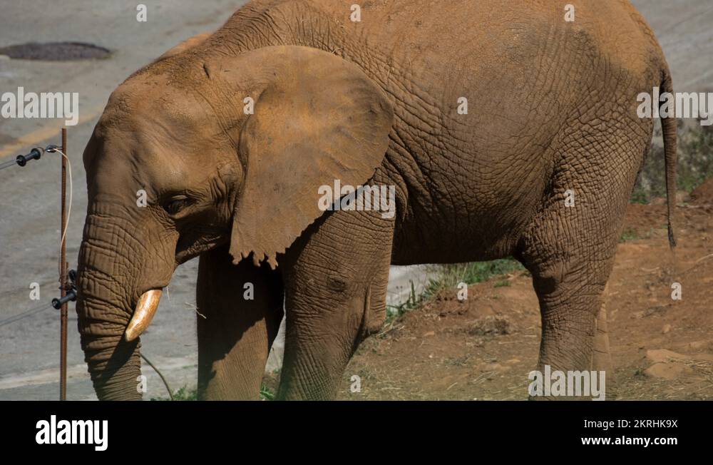 Species of elephant Stock Videos & Footage - HD and 4K Video Clips - Alamy