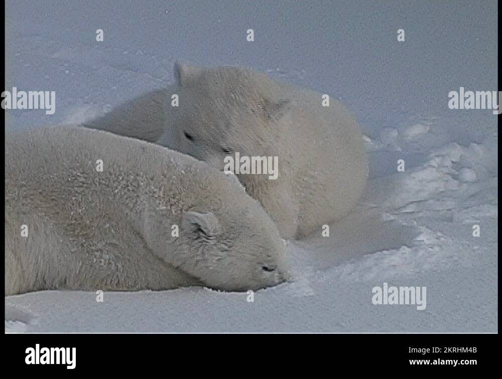 Polar bears lie on the snow and show affection for one another in the ...