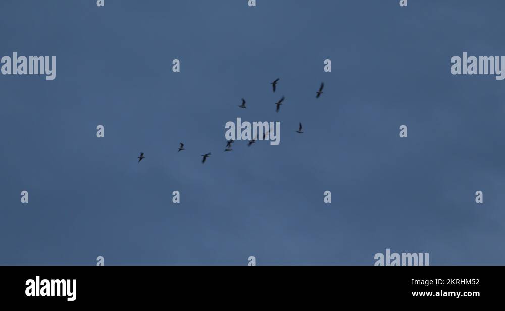 Birds Flying Flock Large Formation Raven Group Fly Silhouettes Crows ...