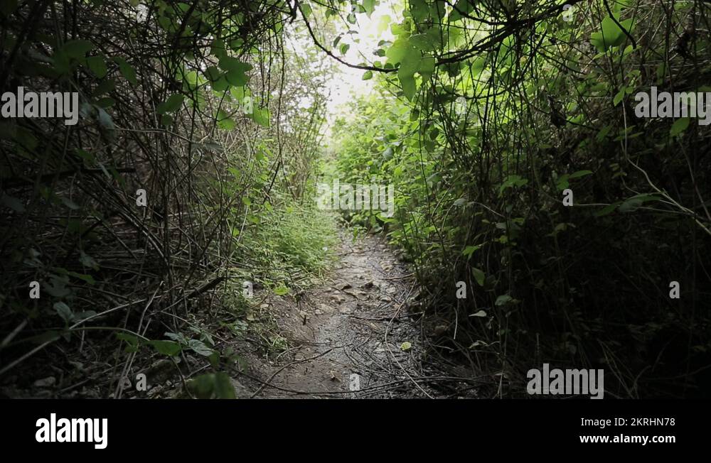 Pathway with vegetation Stock Videos & Footage - HD and 4K Video Clips ...