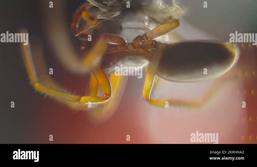 Spider hanging upside down waving its legs around Stock Video Footage ...
