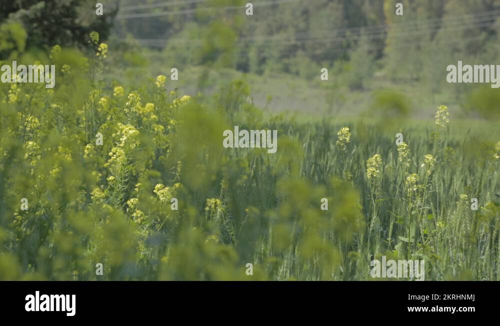 Mustard wheat Stock Videos & Footage - HD and 4K Video Clips - Alamy