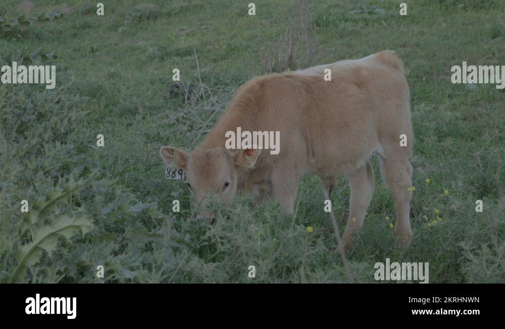 Calf eating grass Stock Videos & Footage - HD and 4K Video Clips - Alamy